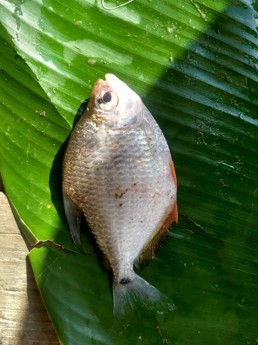 ML185163391 - Fish sp. - Macaulay Library