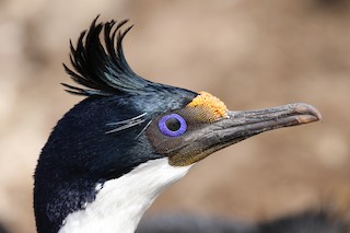 Cormorán imperial (real) - eBird