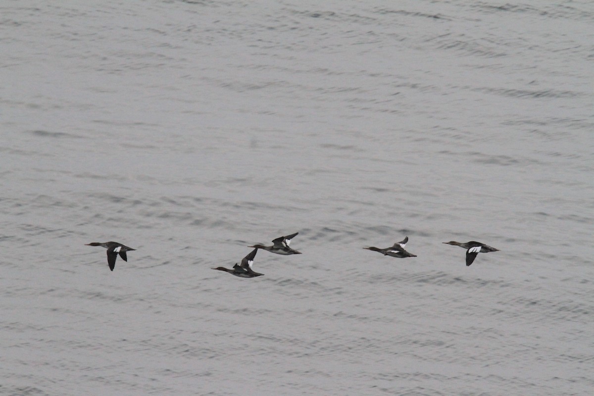 eBird Checklist - 3 Nov 2019 - East Sooke Regional Park--Beechey Head ...