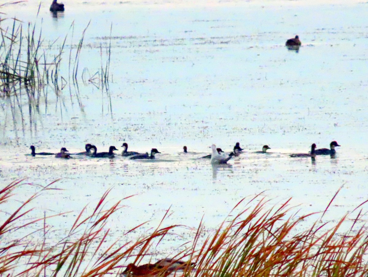 eBird Checklist - 3 Nov 2019 - 桑园 (Sang Yuan) - 42 species (+1 other taxa)