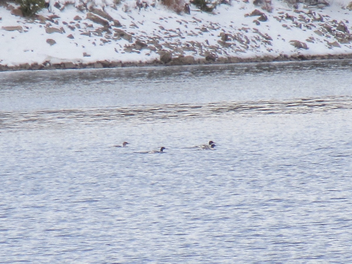eBird Checklist - 4 Nov 2019 - Dillon Reservoir--Soda Creek Inlet - 8 ...