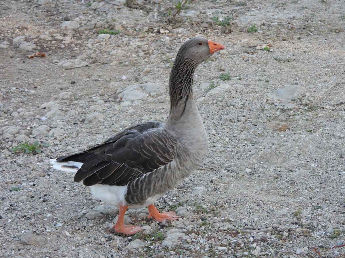 eBird Checklist - 5 Nov 2019 - Frank G. Bonelli RP/Puddingstone ...