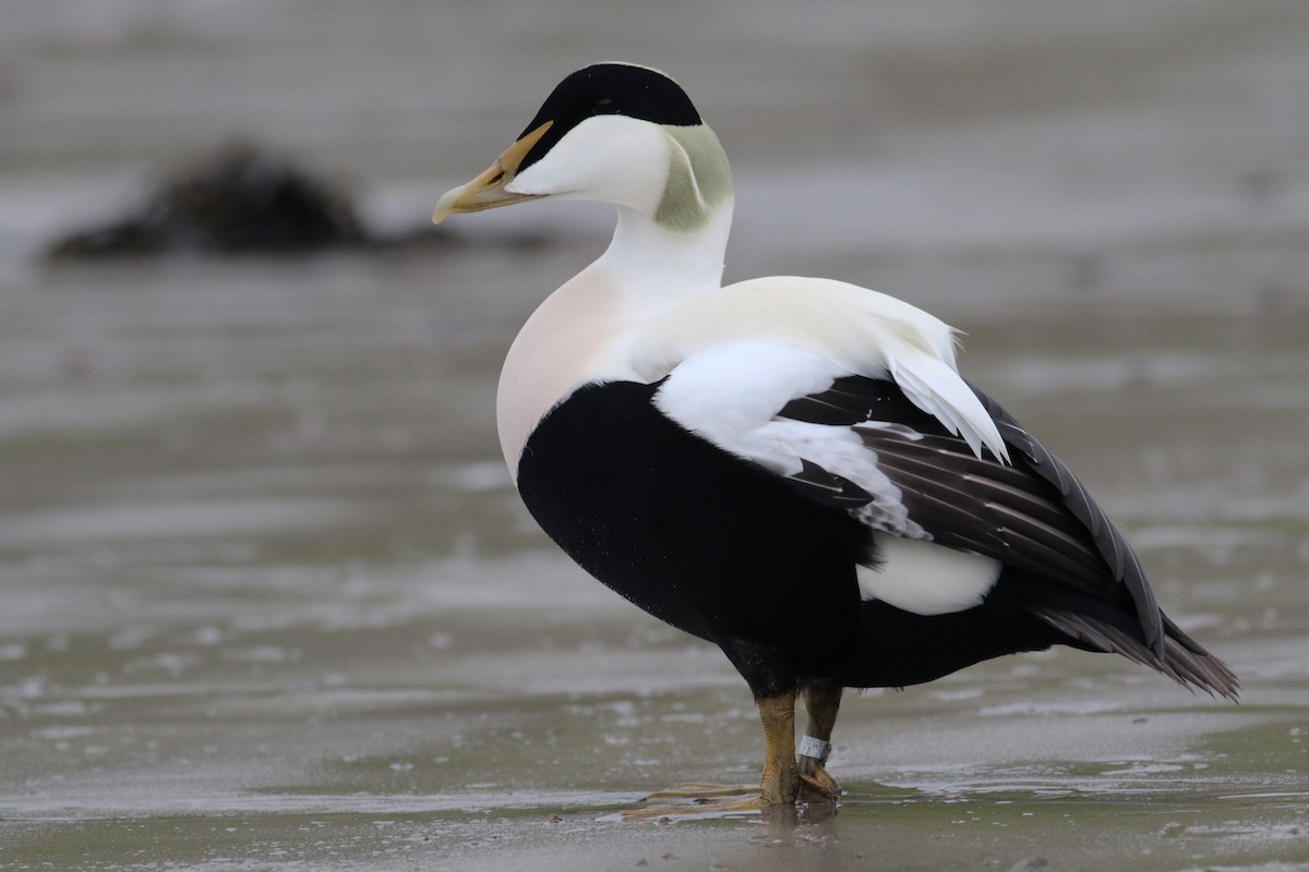 ML186365291 - Common Eider (Eurasian) - Macaulay Library