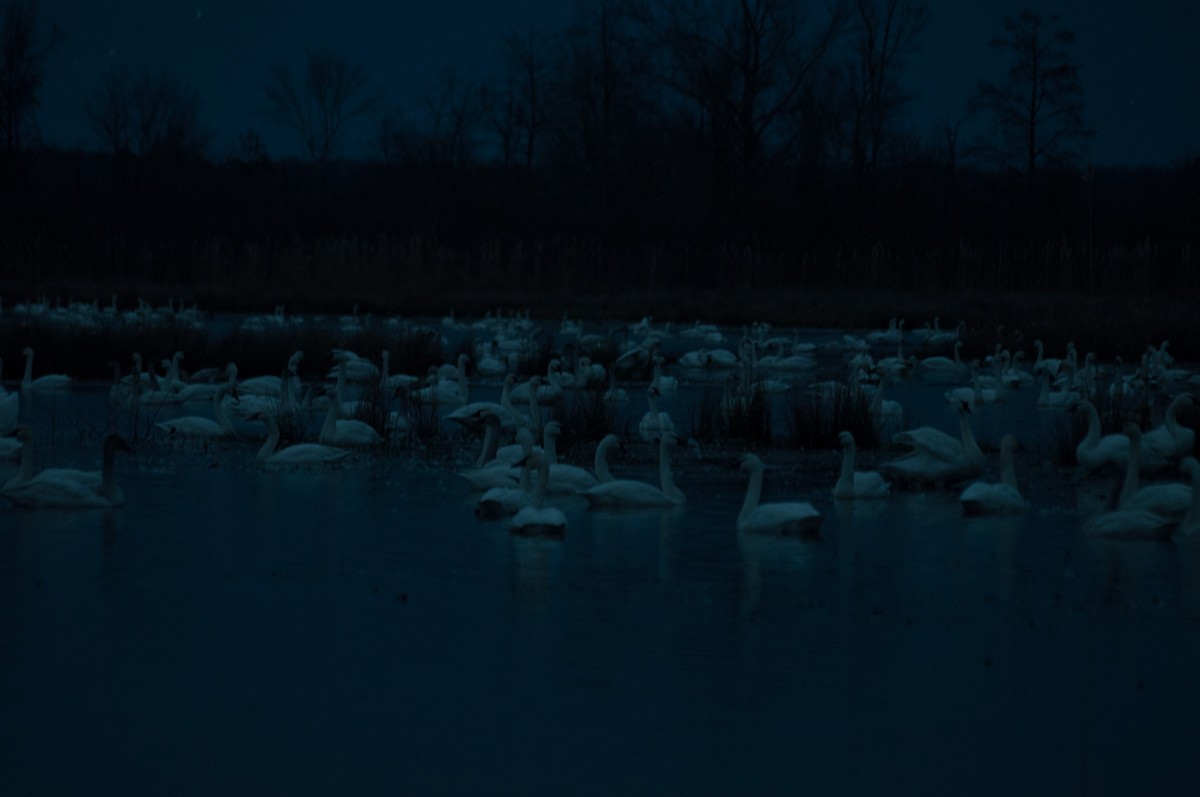 eBird Checklist - 31 Dec 2016 - Pocosin Lakes NWR--Pungo Unit - 7 species