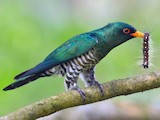 Malaysia - eBird