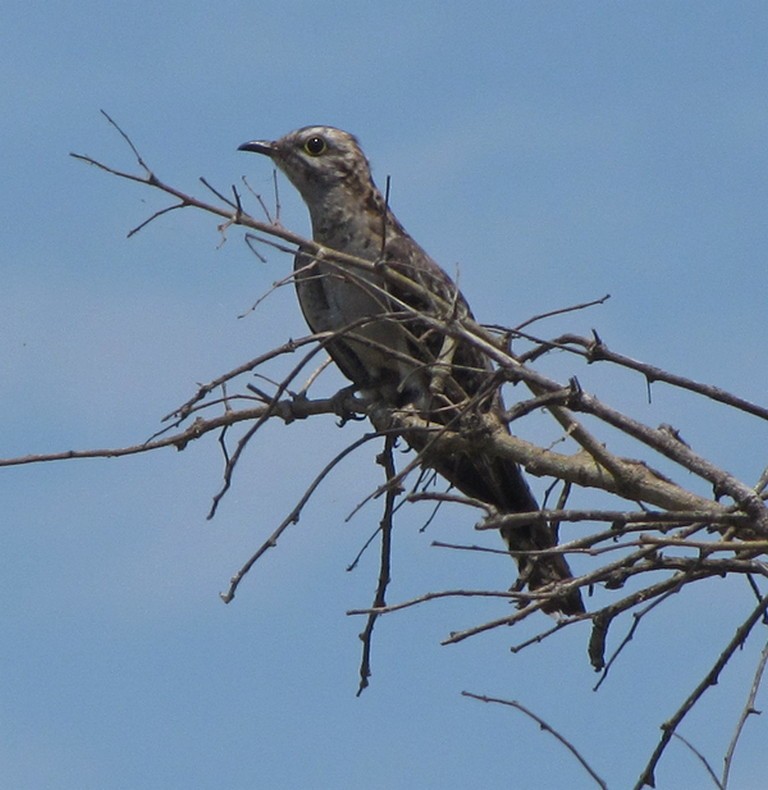 eBird Checklist - 25 Nov 2012 - Mungalla Station (Forrest Beach) - 12 ...