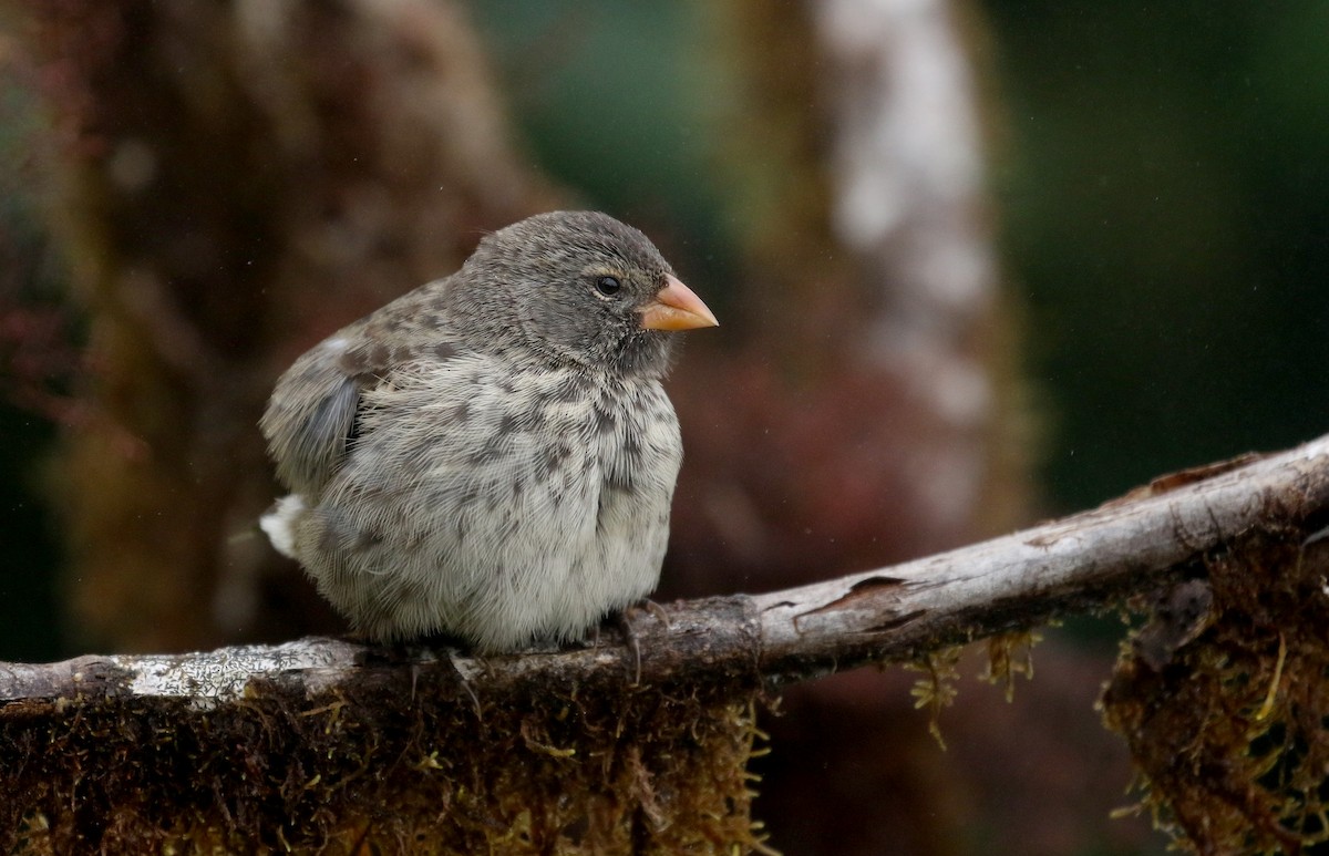 ML186682641 - Small Ground-Finch - Macaulay Library