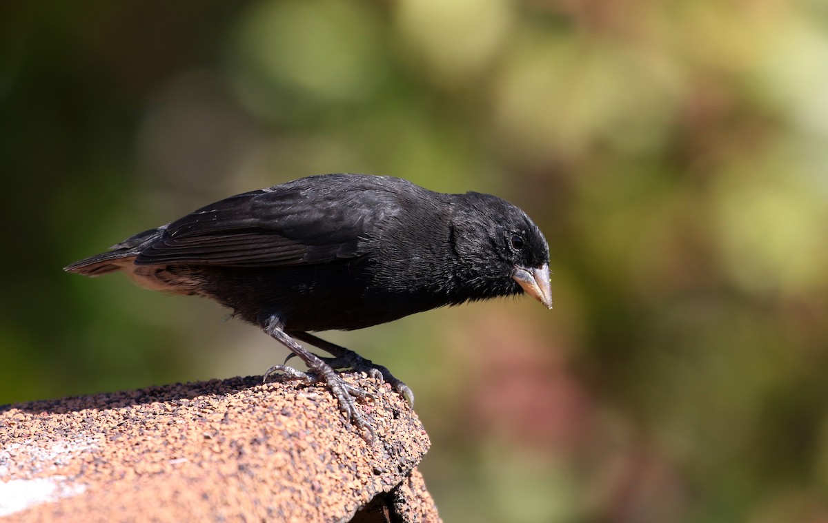 ML186714831 - Small Ground-Finch - Macaulay Library