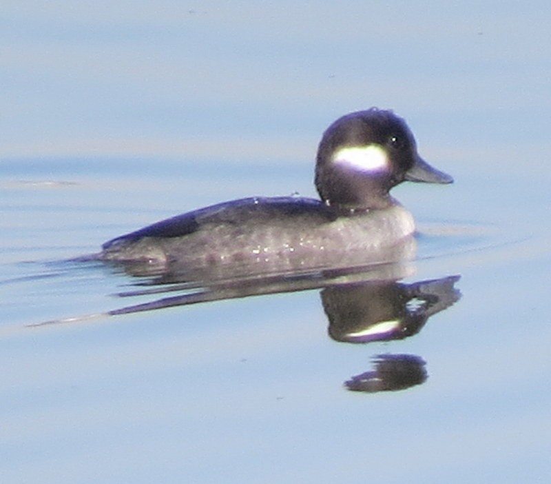eBird Checklist - 9 Nov 2019 - White Slough WTP (aka Lodi WTP) - 11 ...