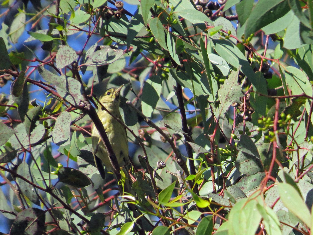 eBird Checklist - 8 Dec 2013 - Westminster Memorial Park - 1 species