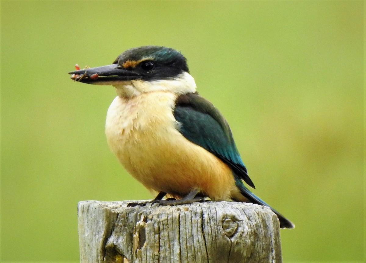 eBird Checklist - 28 Oct 2019 - Waipahihi Botanical Reserve - 23 ...
