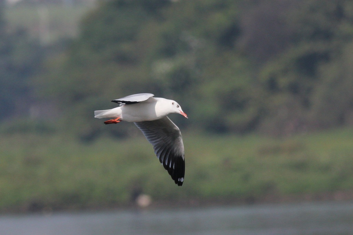 eBird Checklist - 10 Nov 2019 - Kavdi Pat - 43 species (+1 other taxa)