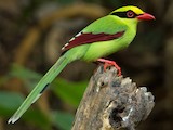 Malaysia - eBird