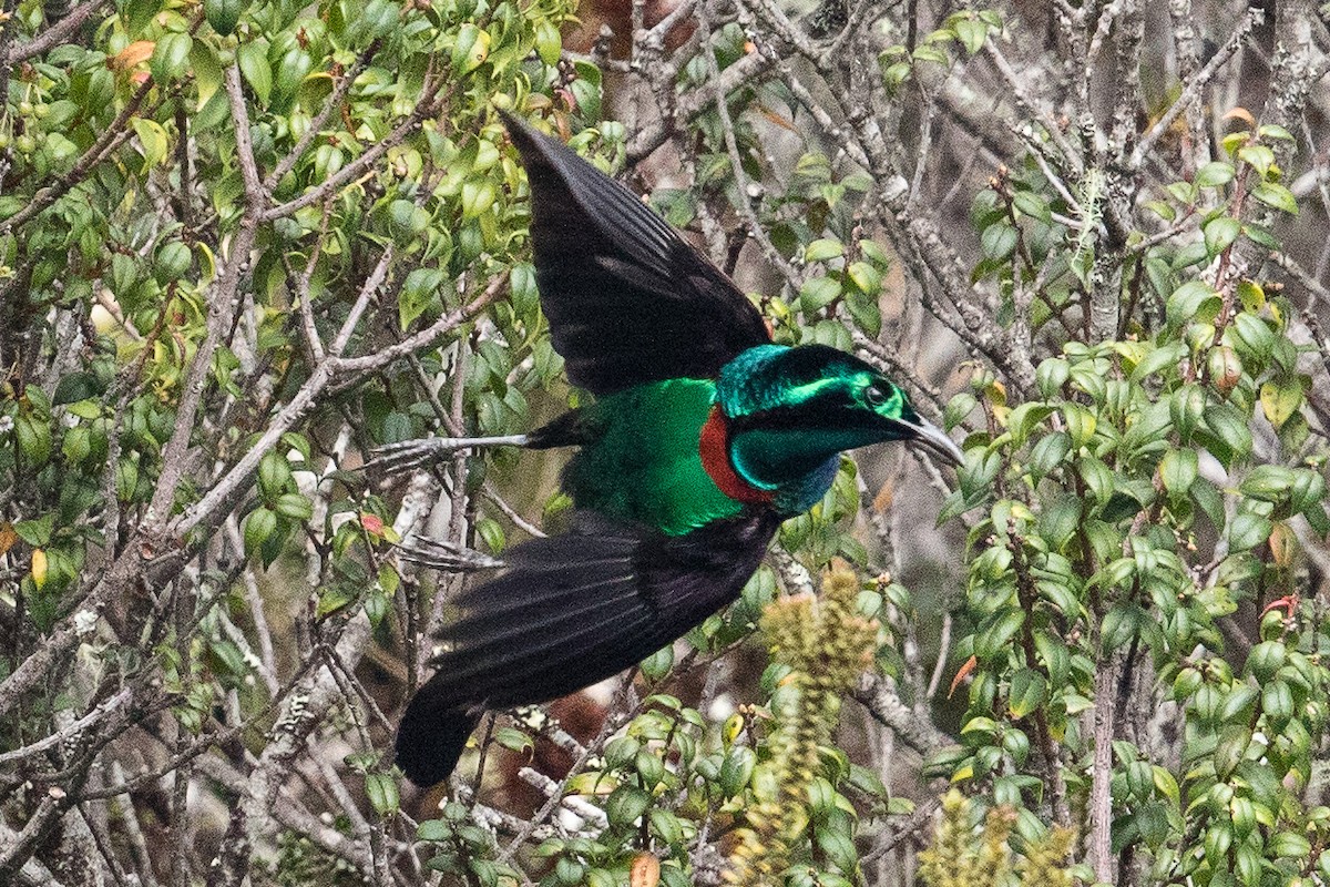 ML187498091 - Splendid Astrapia - Macaulay Library