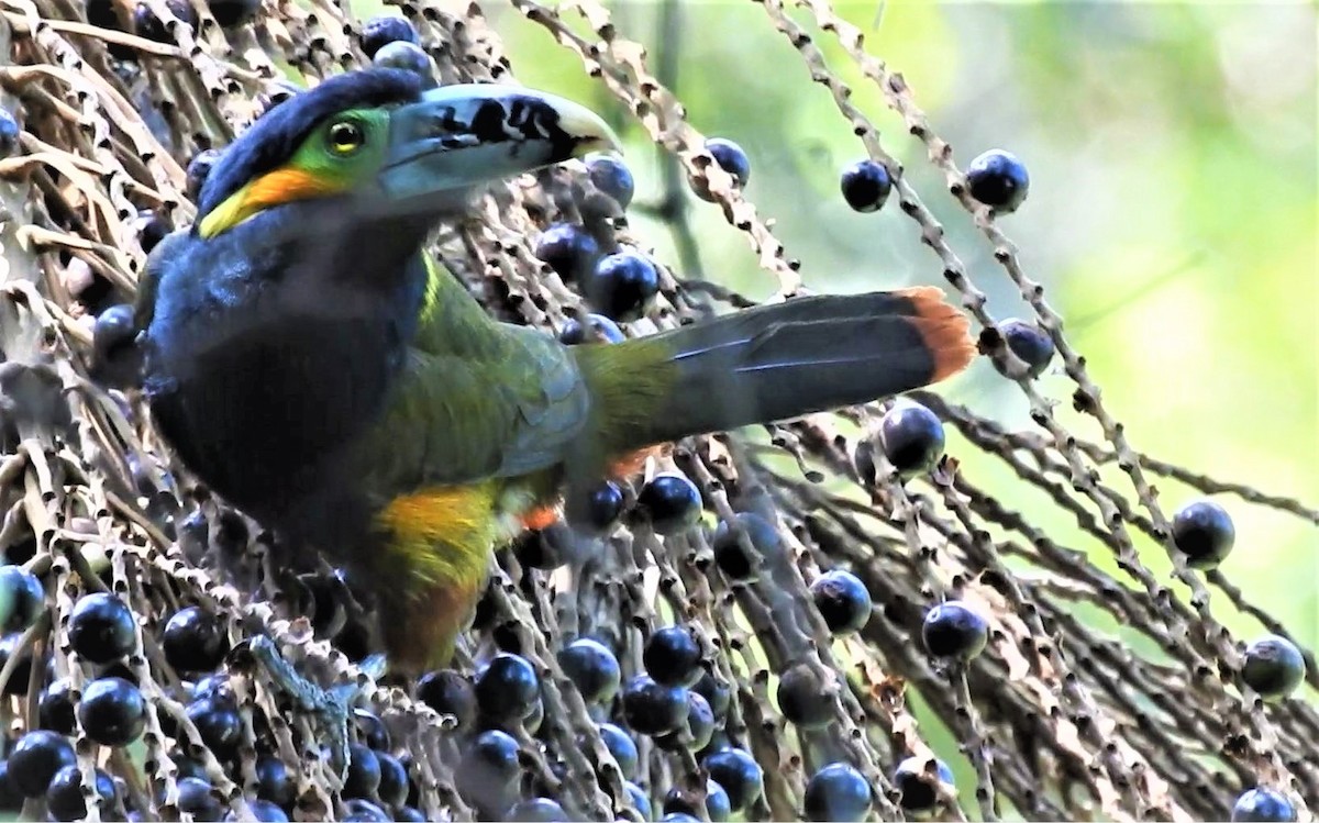 eBird Checklist - 5 Oct 2019 - Serra dos Tucanos--Trilha Cedae - 17 species