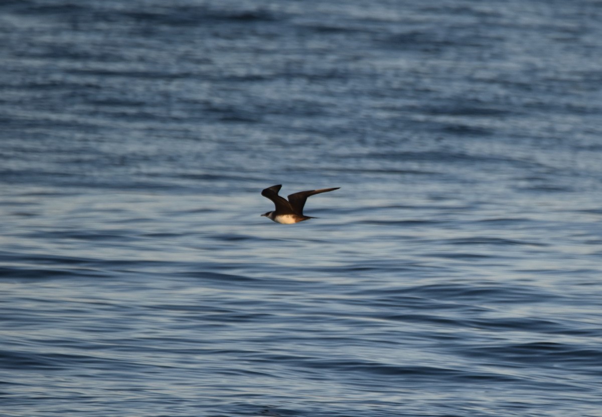 eBird Checklist - 5 Oct 2019 - Santa Barbara Channel--east channel (VEN ...