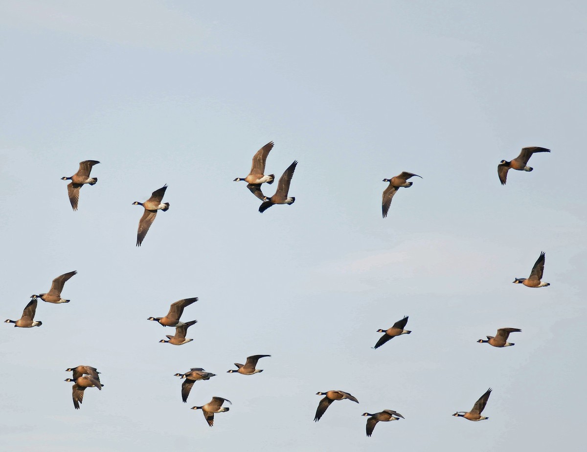 eBird Checklist - 18 Oct 2007 - Port Susan Bay Preserve - 7 species (+2 ...