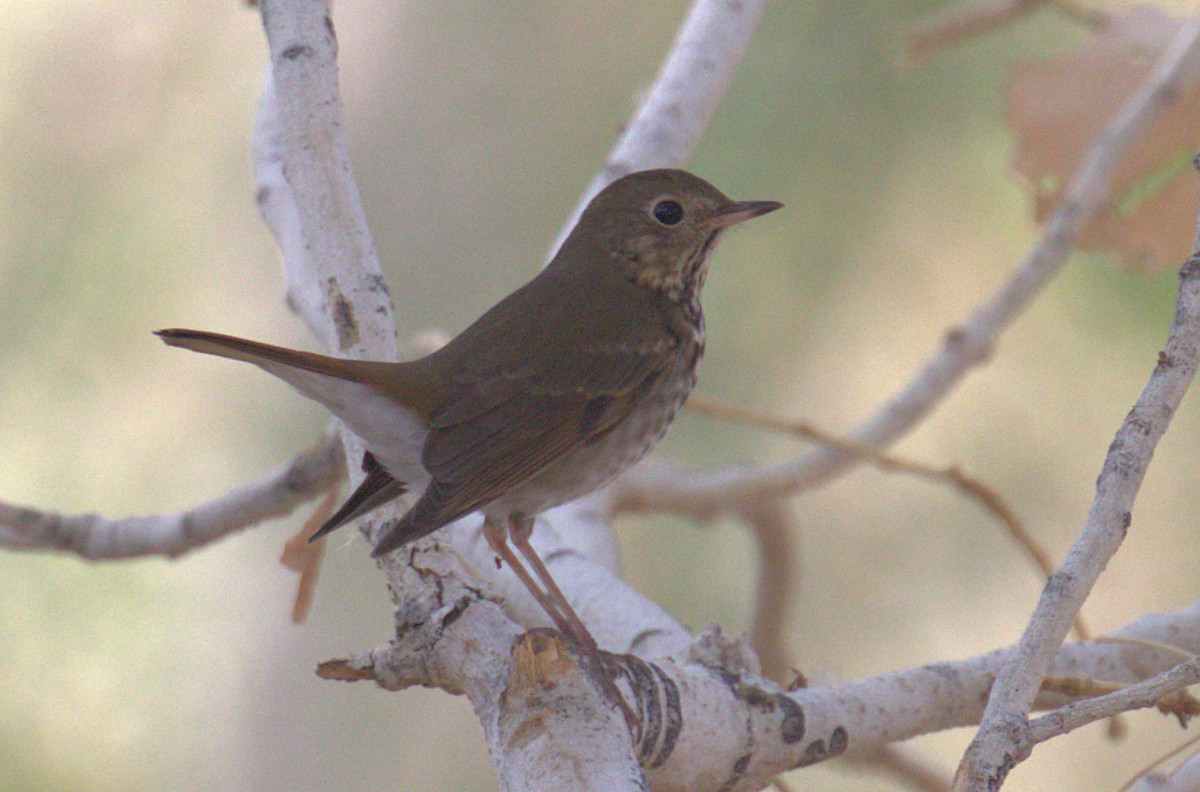 eBird Checklist - 15 Nov 2019 - Picacho SRA - 31 species (+2 other taxa)