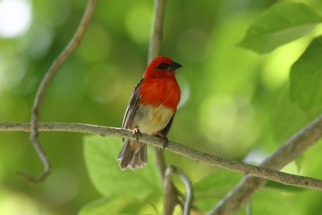 ML188501431 - Red Fody - Macaulay Library