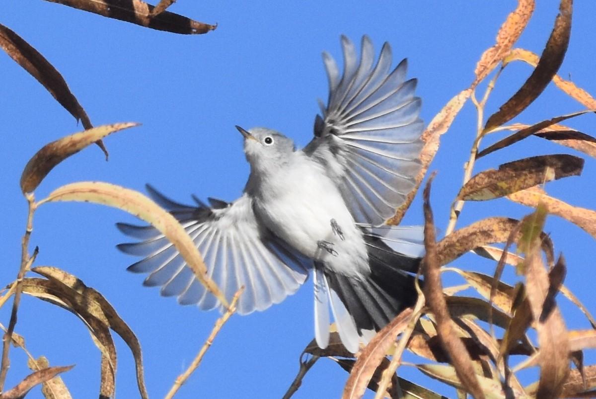 ML188651481 - Blue-gray Gnatcatcher (Eastern) - Macaulay Library