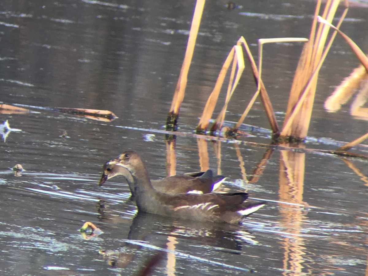 eBird Checklist - 19 Nov 2019 - John Heinz NWR--impoundment (Philadelphia Co.) - 31 species