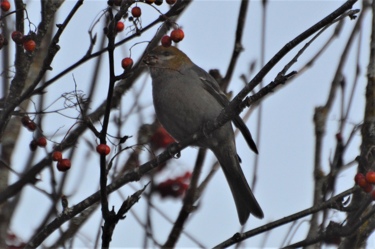 eBird Checklist - 25 Nov 2019 - Ava's house - 12 species