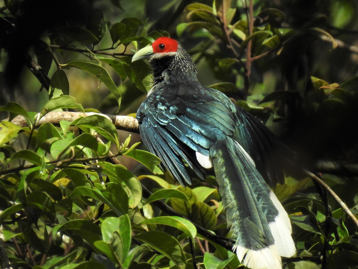 ML189962331 - Red-faced Malkoha - Macaulay Library