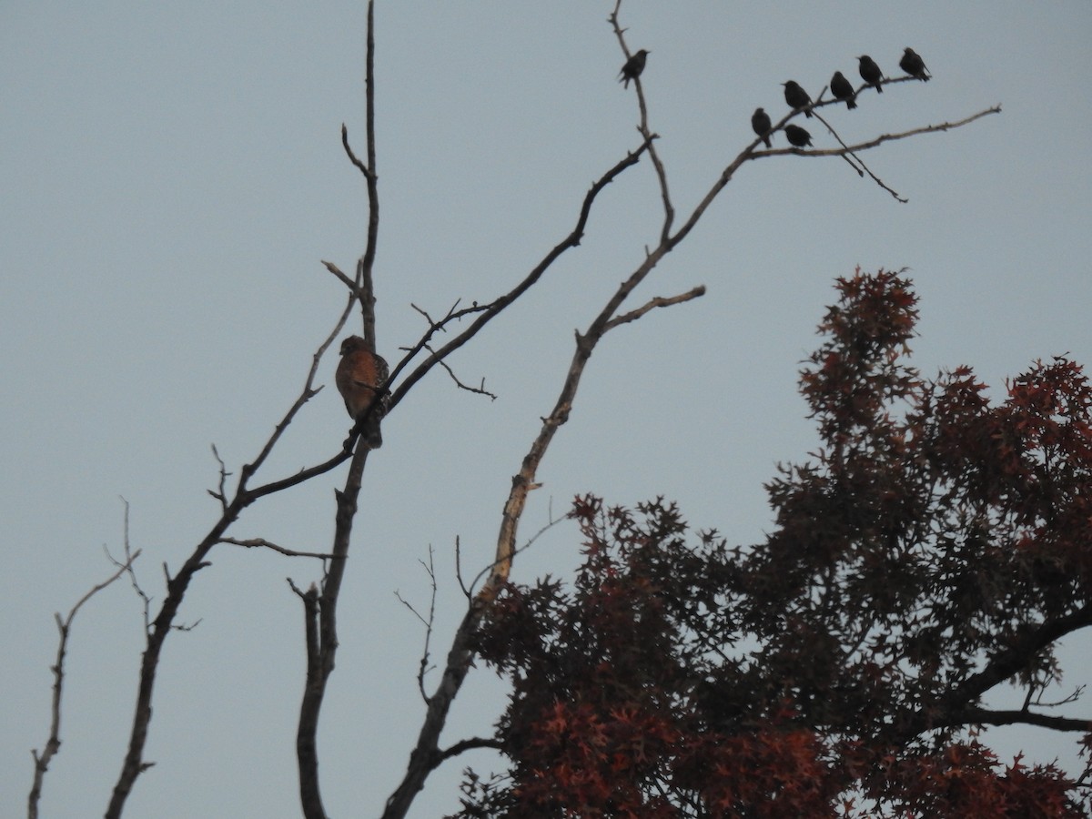 Virginia Breeding Bird Atlas Checklist - 20 Nov 2019 - Topping Lane ...