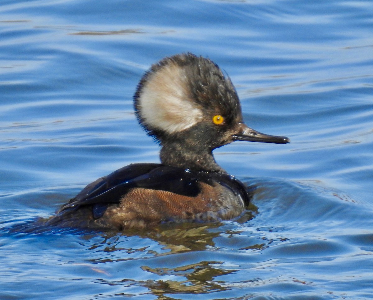 eBird Checklist - 28 Nov 2019 - Baton Rouge--Capitol Lake & Arsenal ...