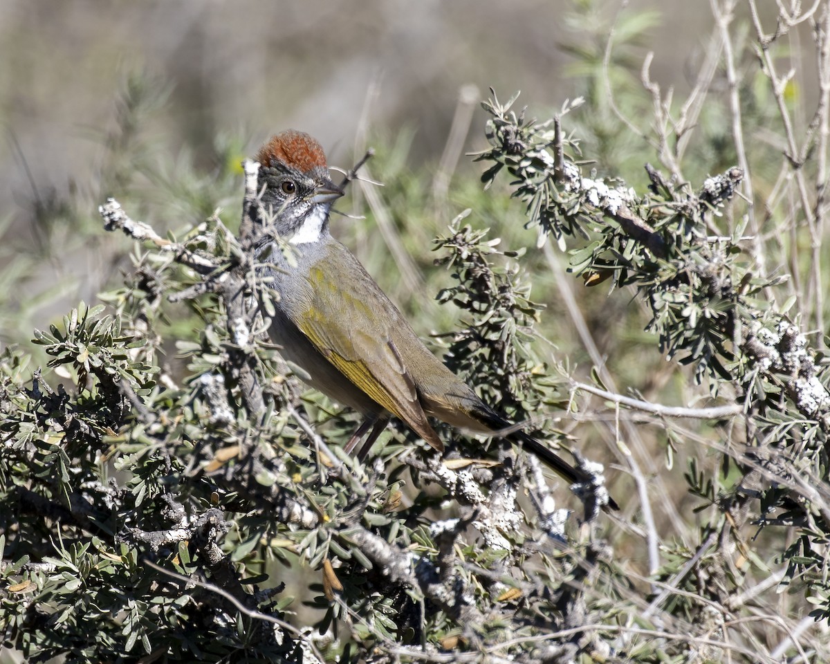 eBird Checklist - 4 Dec 2019 - Lower Rio Grande Valley NWR--Yturria ...