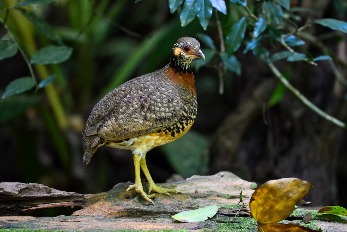 eBird Checklist - 5 Dec 2019 - Bukit Wang Recreational Forest - 28 ...