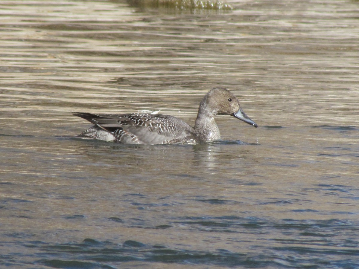 eBird Checklist - 3 Dec 2019 - Lake Pueblo SP--Valco Ponds - 29 species ...
