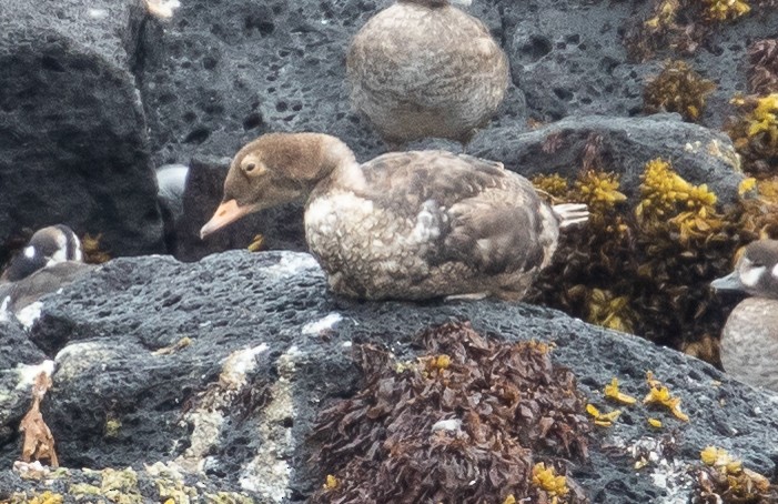 Spectacled x King Eider (hybrid) - eBird