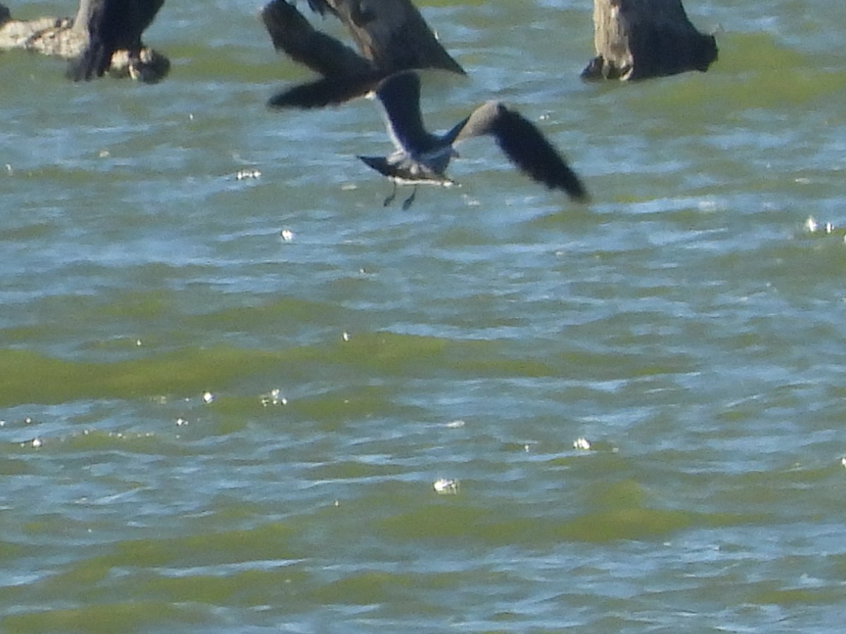 eBird Checklist - 3 Dec 2019 - Benbrook Lake--Longhorn Park - 2 species