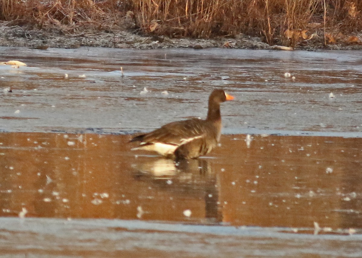 eBird Checklist - 8 Dec 2019 - Overpeck County Park--Henry Hoebel Area ...