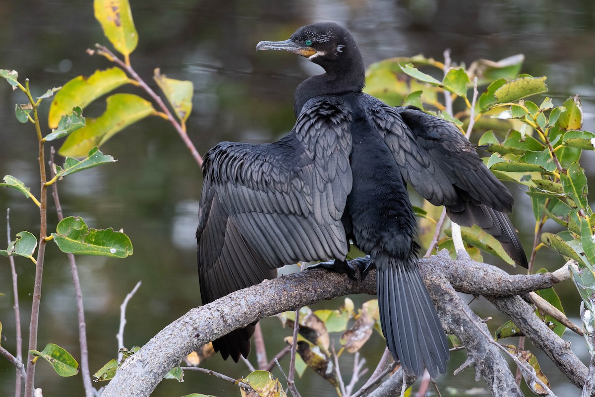 ML192464261 - Neotropic Cormorant - Macaulay Library