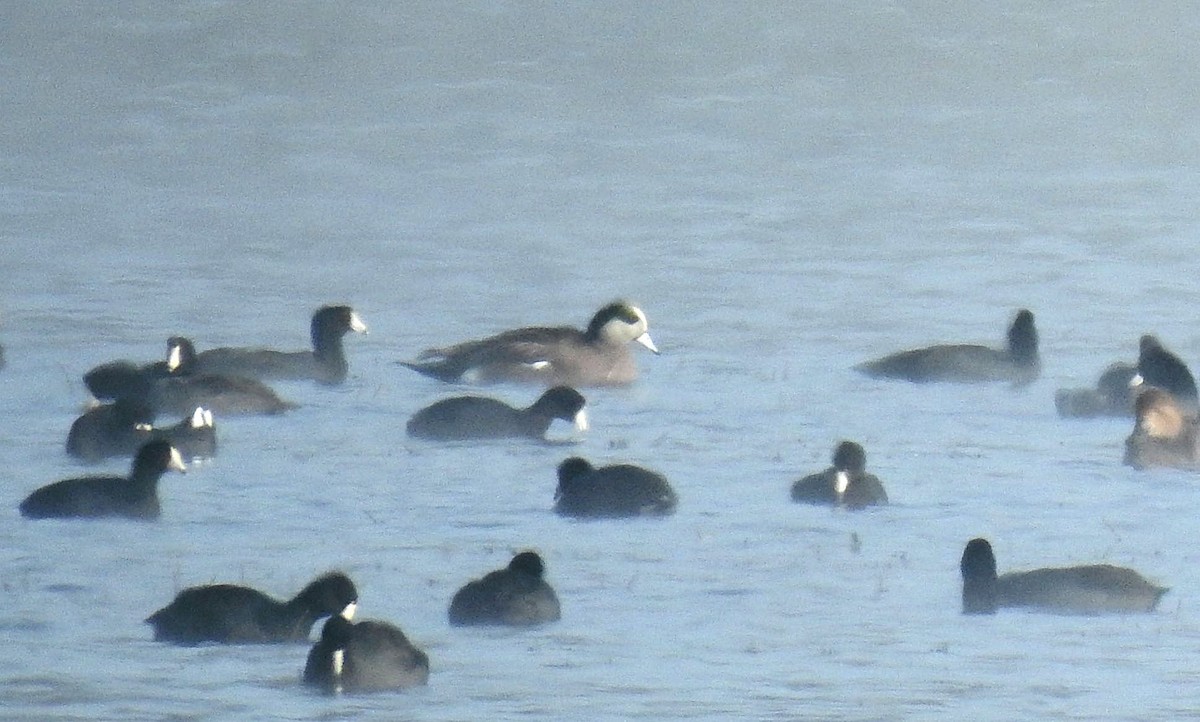 eBird Checklist - 12 Dec 2019 - Kurth Lake (restricted access) - 23 species