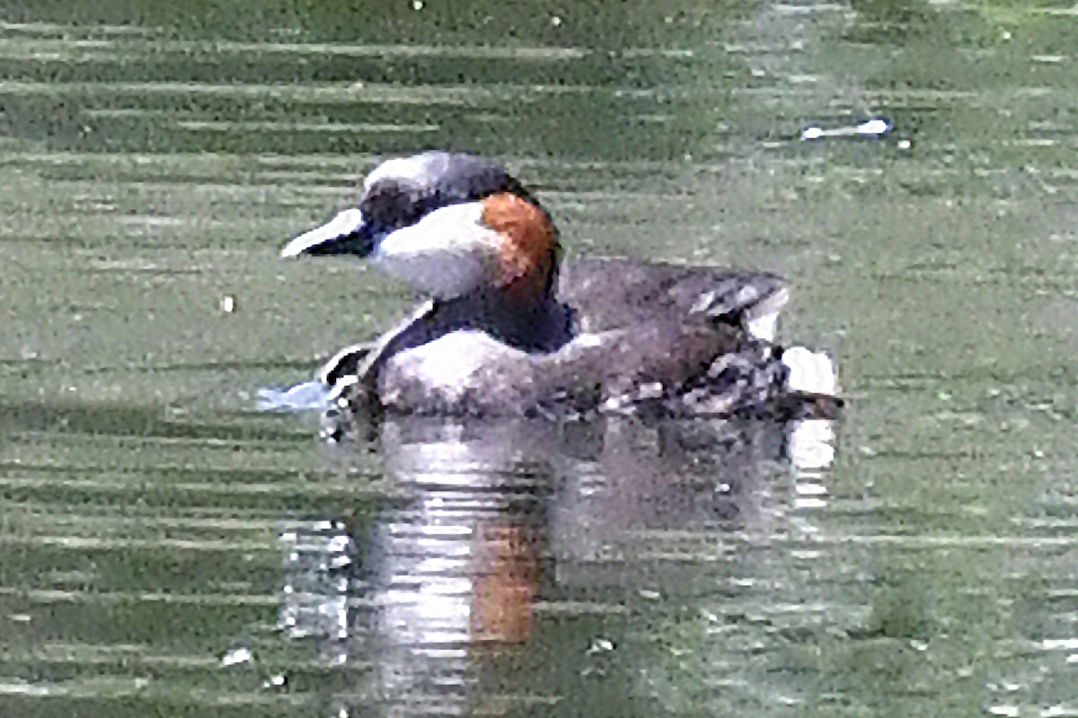 ML192920681 - Madagascar Grebe - Macaulay Library