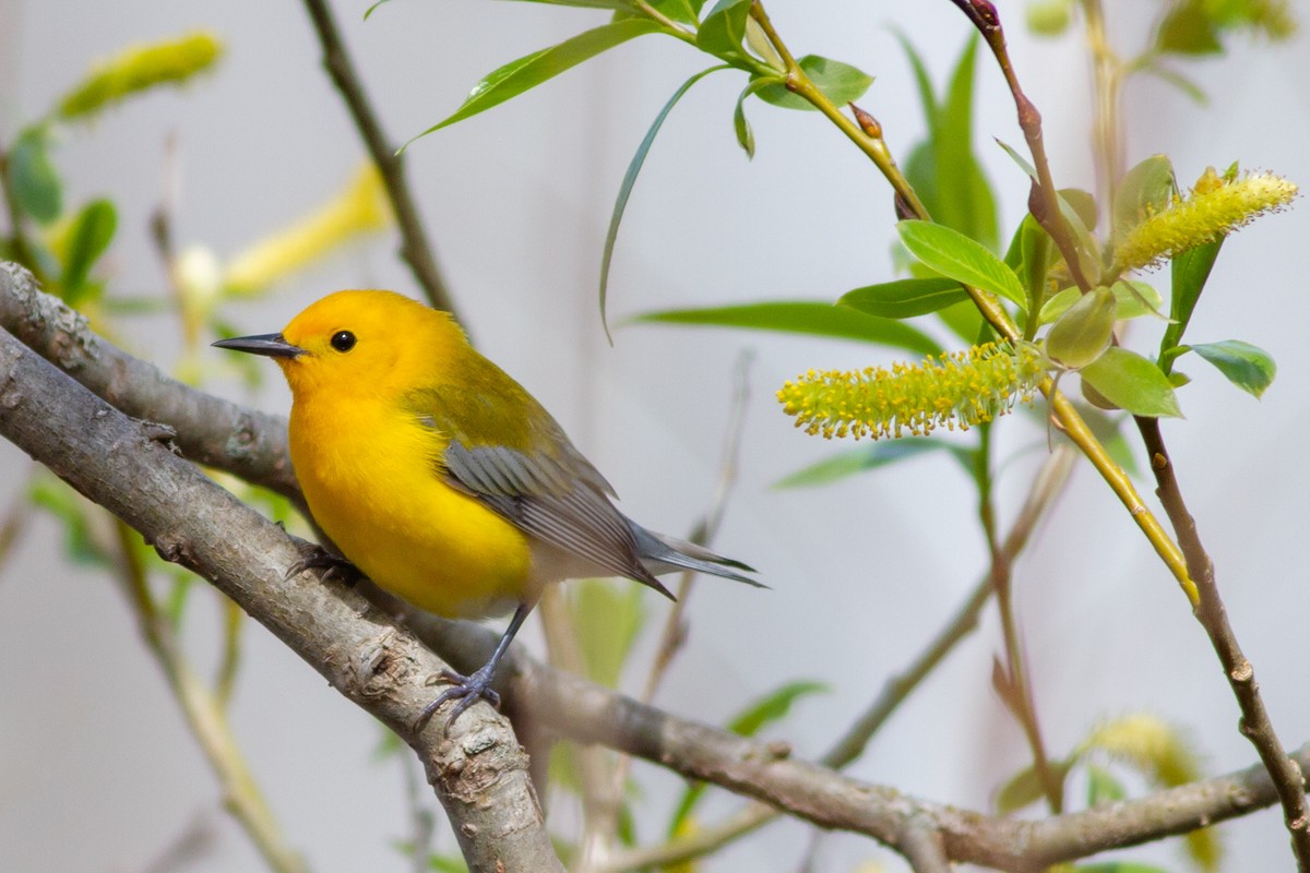 ML192925751 - Prothonotary Warbler - Macaulay Library
