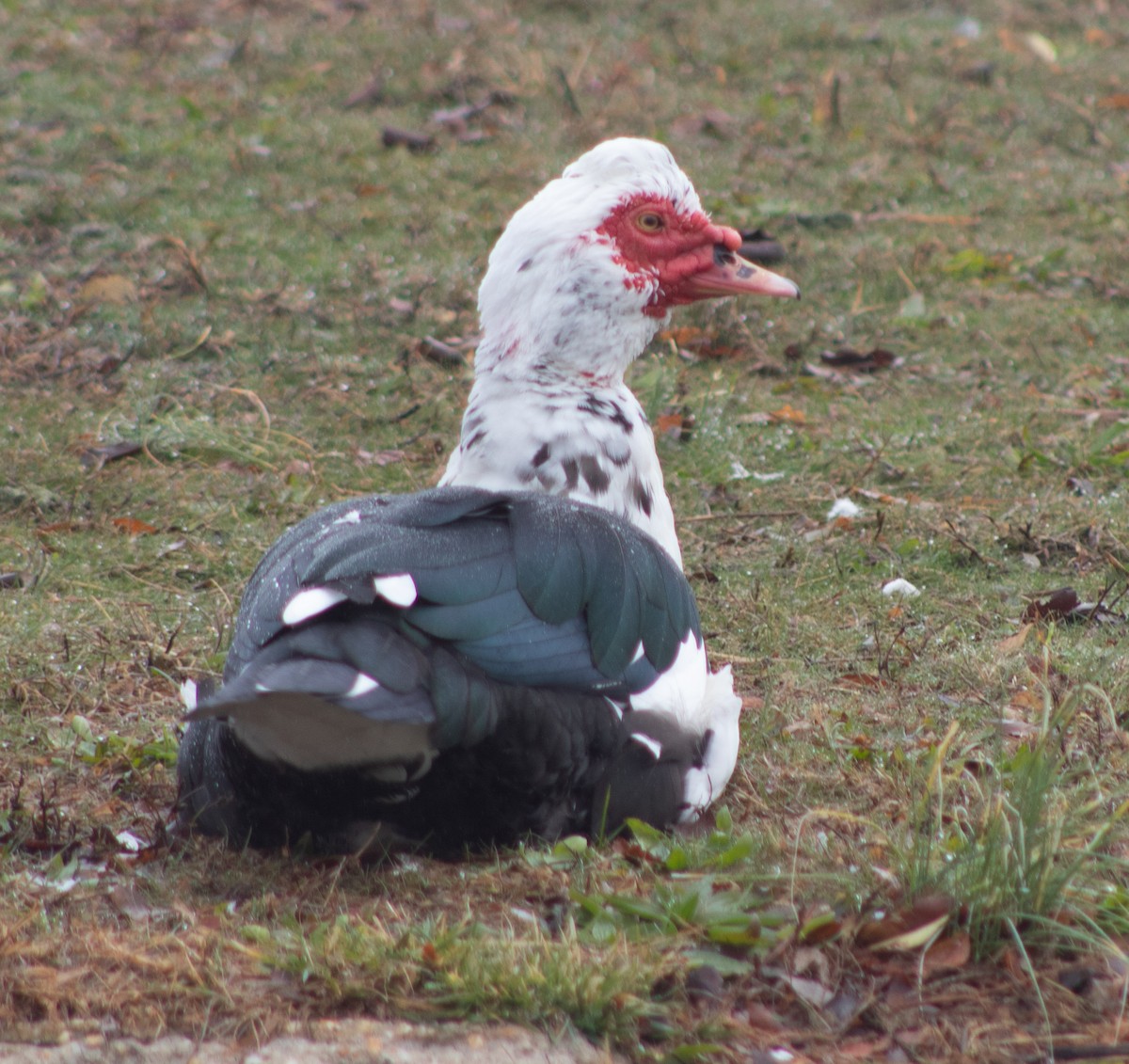 eBird Checklist - 14 Dec 2019 - Fletcher Lake - 1 species
