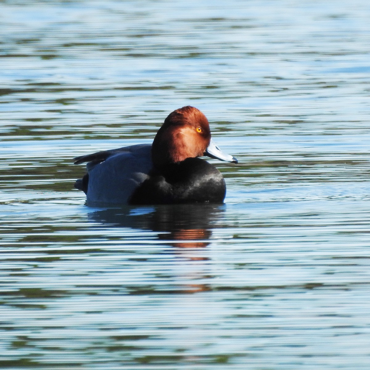 eBird Checklist - 16 Dec 2019 - Liberty Station--NTC Park - 35 species ...