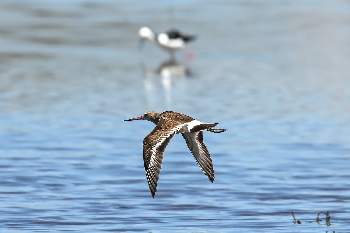 eBird Checklist - 17 Dec 2019 - Lake McLarty Nature Reserve - 49 species