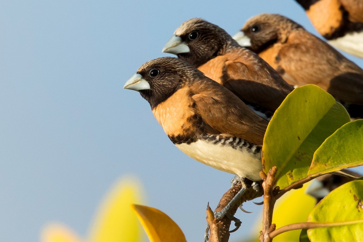 ML193801871 - Chestnut-breasted Munia - Macaulay Library