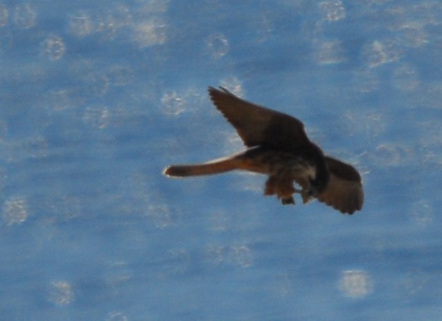 ML193988871 - Eleonora's Falcon - Macaulay Library