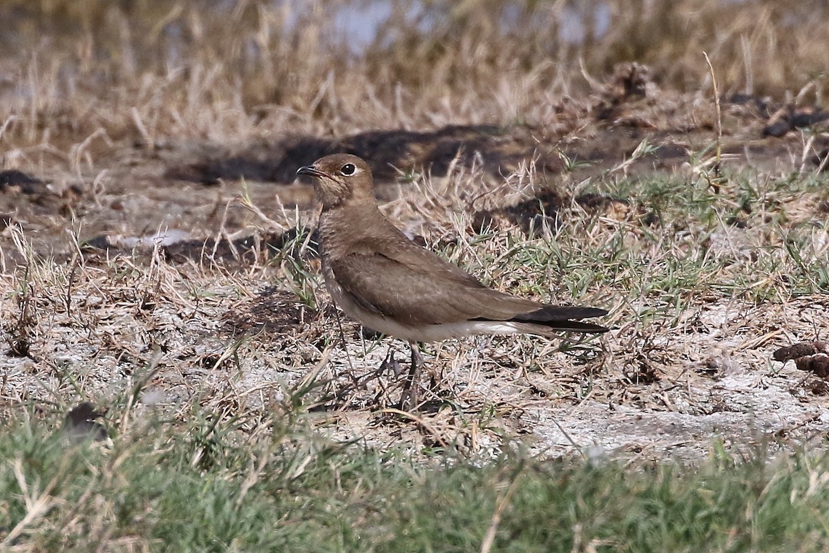 eBird Checklist - 22 Dec 2019 - Lake McLarty Nature Reserve - 33 species