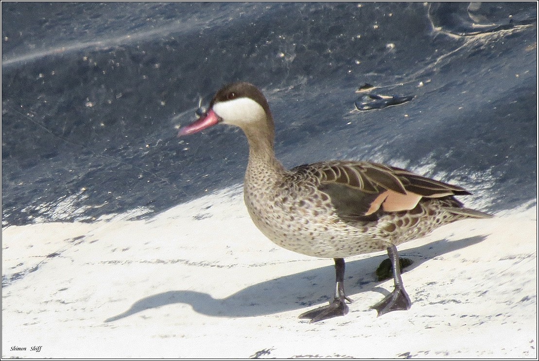 ML194524921 - Red-billed Duck - Macaulay Library