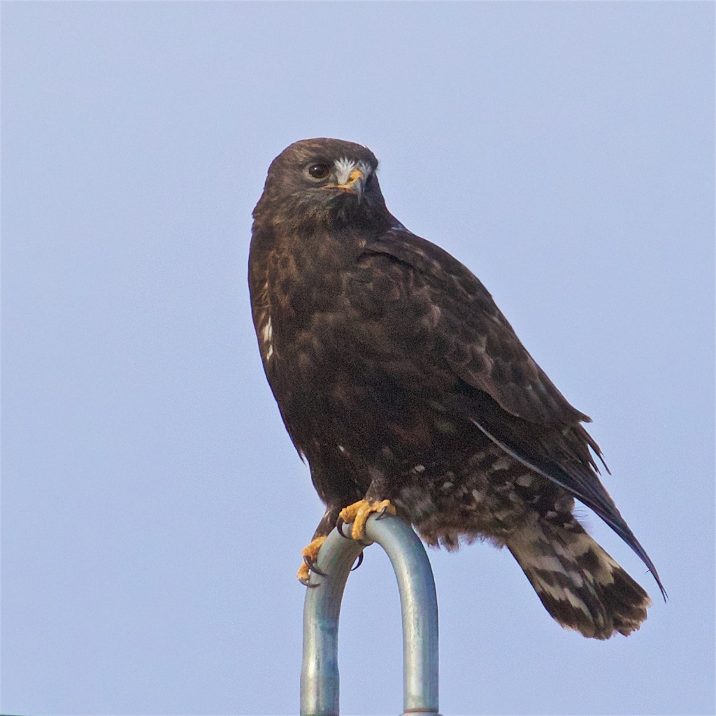 ML194641931 - Rough-legged Hawk - Macaulay Library