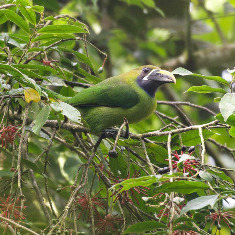 Blue-throated Toucanet (Violet-throated) - eBird