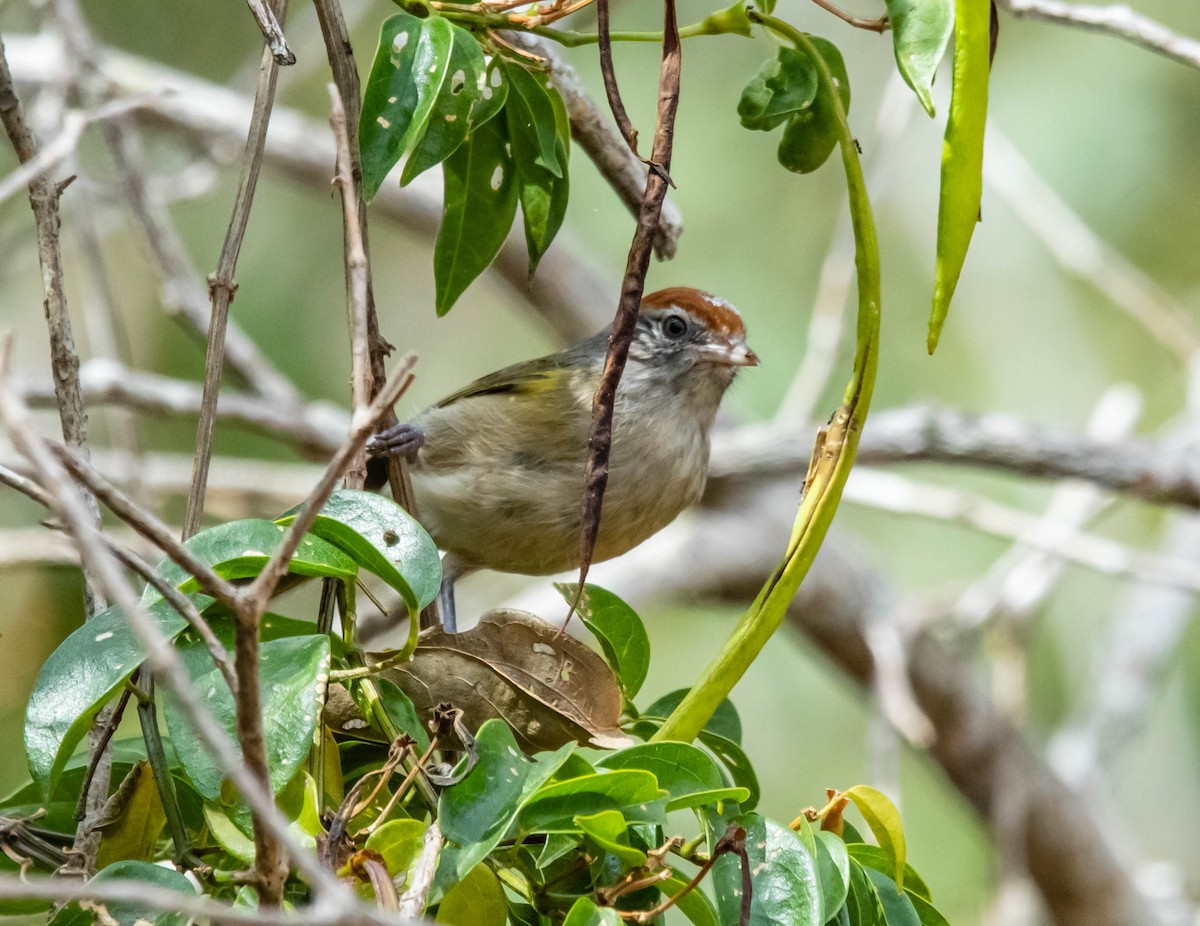 ML195015661 - Gray-eyed Greenlet - Macaulay Library