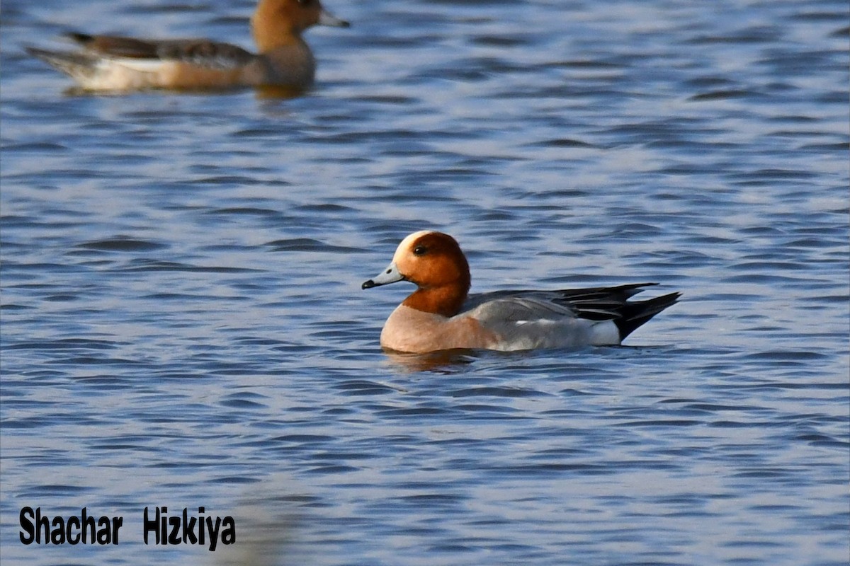 eBird Checklist - 24 Dec 2019 - Hula Valley--Lake Agmon אגמון החולה ...